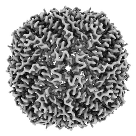 Image result for Protein Microscope