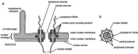 Image result for Nuclear Pore Complex Structure Model