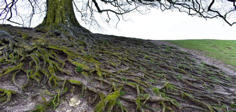 Image result for File Tree Root