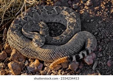 Image result for ASP Snake Fangs