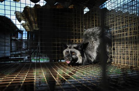 Image result for Fur Tree Farming