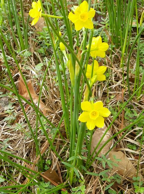 Image result for Spring Is Springing