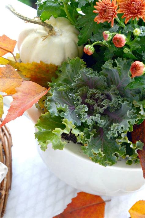 Image result for Planting Mums in Containers