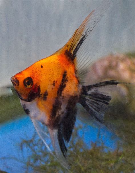 Image result for Angels Plus Angelfish