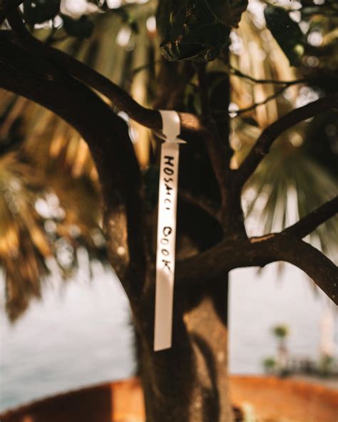 Image result for String InMage