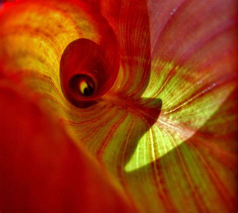 Image result for Red Vortex