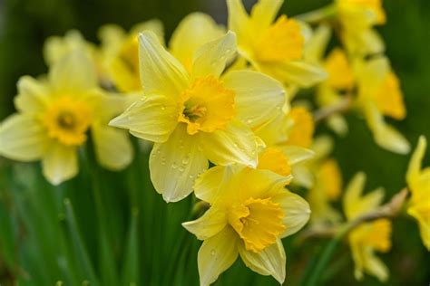 Image result for Springing Spring