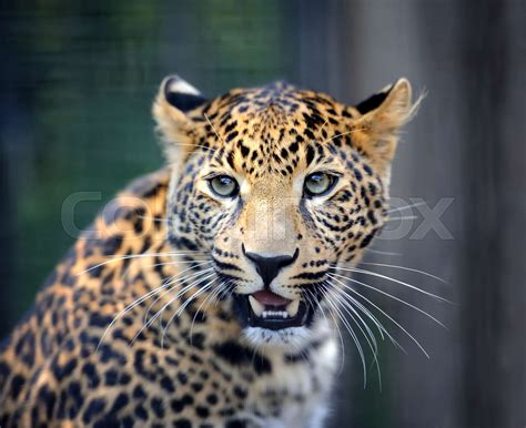 Close angry leopard portrait | Stock image | Colourbox