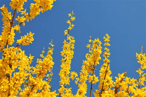 Image result for Vivaldi Spring Texture