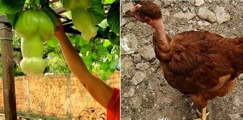 Image result for Script Piroca