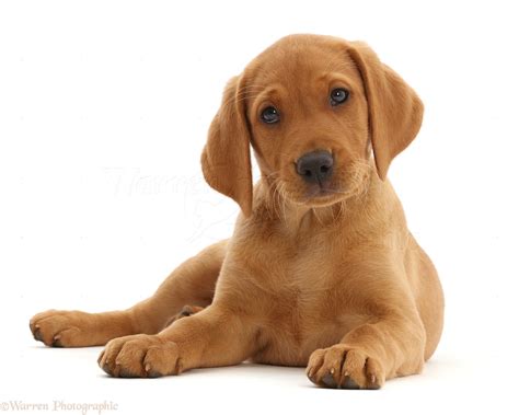 Image result for Fox Red Lab Pups
