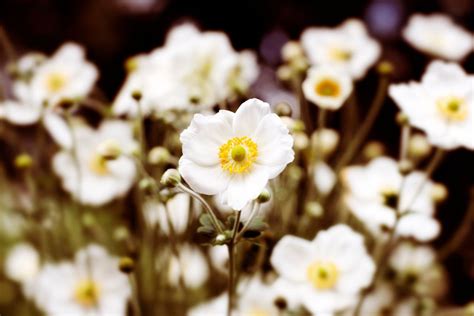 Image result for Focal Point Photography Examples