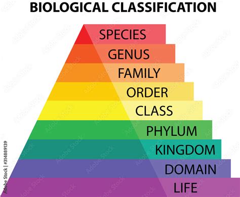 Image result for Classification Facts