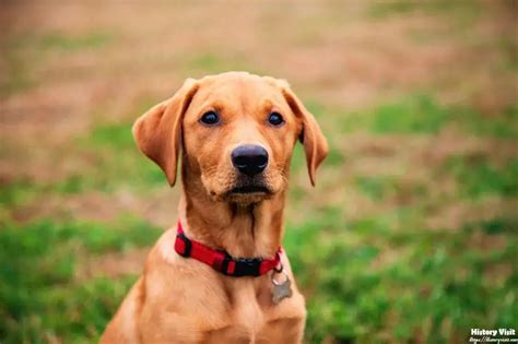 Image result for Fox Red Lab Pups