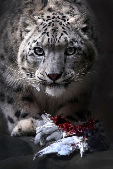 Image result for Snow Leopard Eating