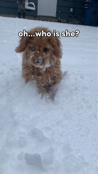 Image result for Cockapoo Shorts