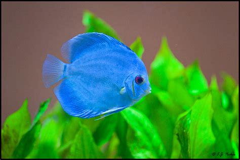 Image result for Peppered Discus