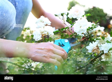 Image result for Pruning Shrub Roses in Spring