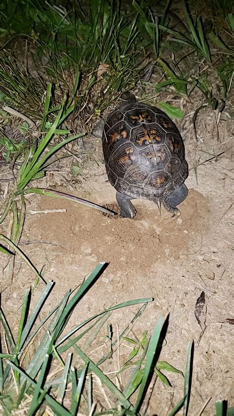 Image result for Eastern Box Turtle