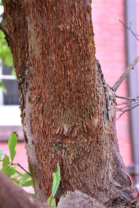 Image result for Gingerbread Maple Tree