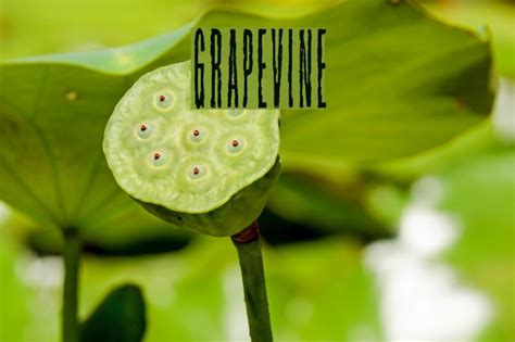 Image result for Grapevine Example