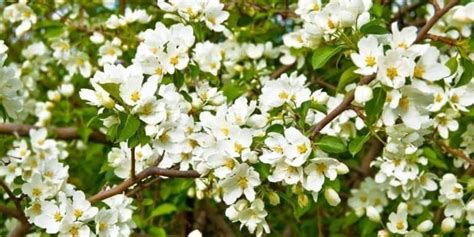 Image result for Self-Pollinating Apple Tree