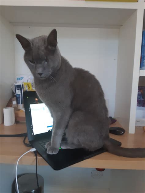 Image result for Cat Playing Rust