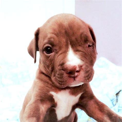 Image result for Perfectly Normal Dog