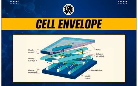 Image result for Cell Envelope and Its Modifications