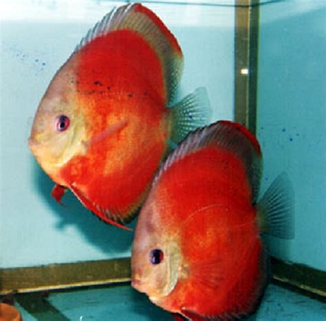 Image result for Red Discus Fish