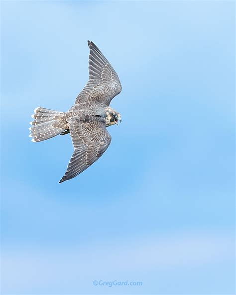 Image result for Merlin Falcon In-Flight