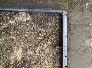 Image result for Tree Root Guide