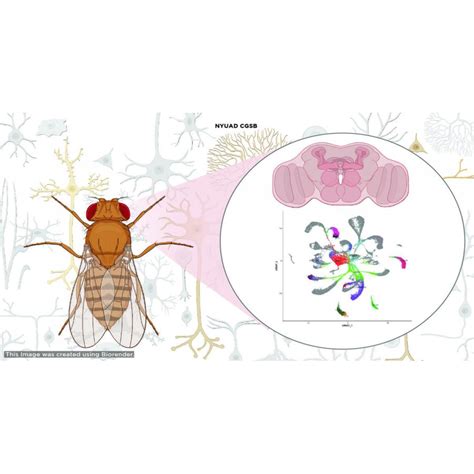 Image result for Fly Vision Range