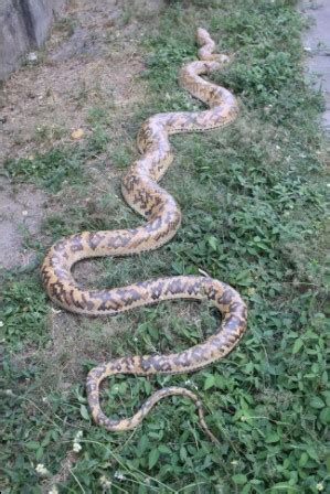 Image result for Learn Python Jr Mathmatics