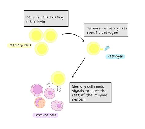 Image result for Memory Cells
