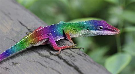 Image result for Lizard Colors
