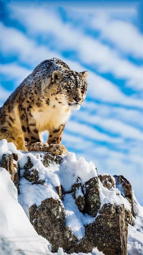 Image result for Snow Leopard Computer Wallpaper