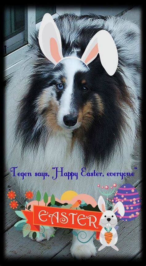 Image result for Sheltie Spring Pictures