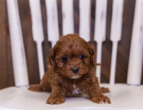 Image result for Mini Cavapoo Puppies