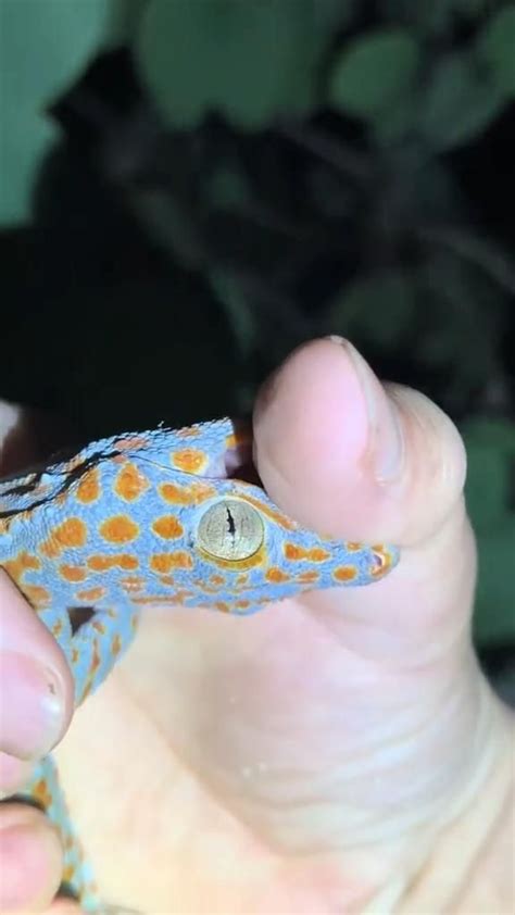 Image result for 20 Foot Python