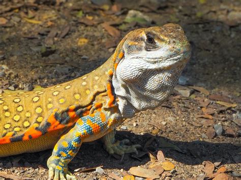 Image result for Different Color Lizards