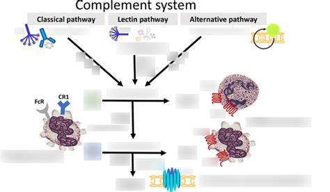 Image result for Complement System Online Map
