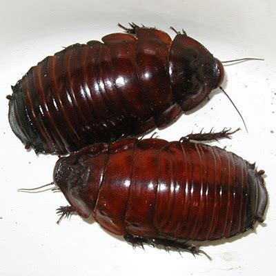 Image result for Burrowing Cockroach