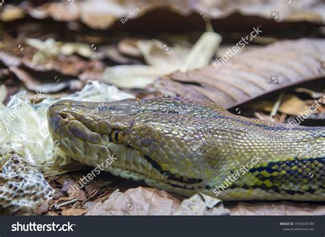 Reticulated Python Malayopython Reticulatus Species Snake Stock Photo ...