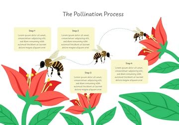 Image result for Flower Pollination Process