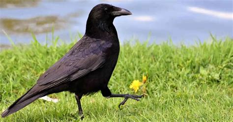 Image result for Ravens Behavior