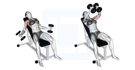 Image result for Fly Press Workout