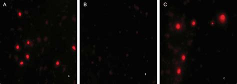 Image result for H2O2 Cell Reaction