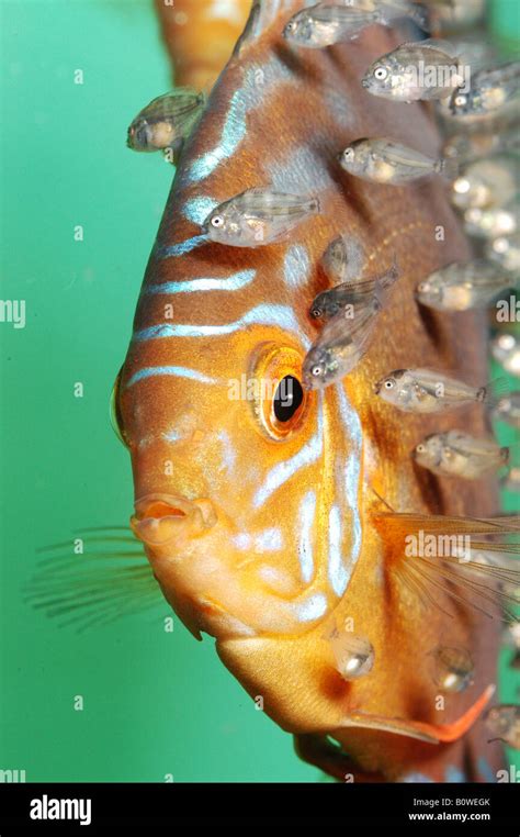 Image result for Symphysodon Discus