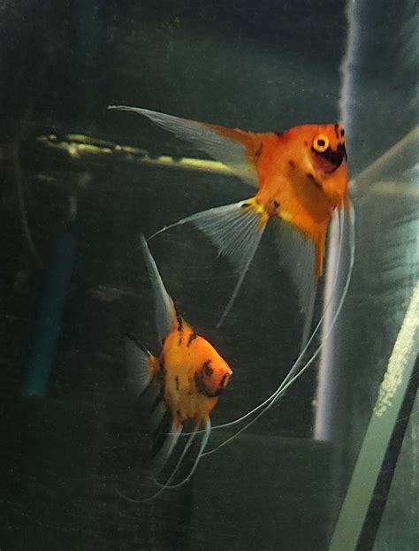 Image result for Angels Plus Angelfish